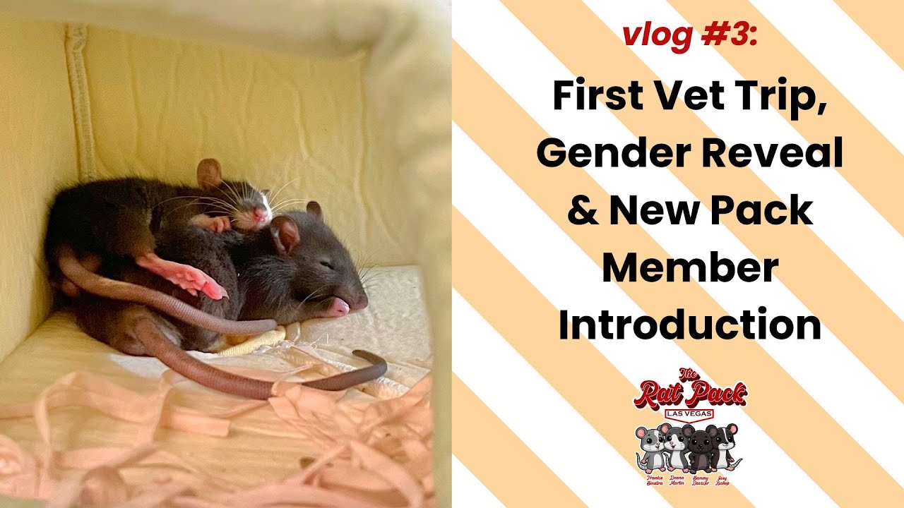 The Rats' First Vet Trip, Gender Reveal & New Pack Member Introduction ...