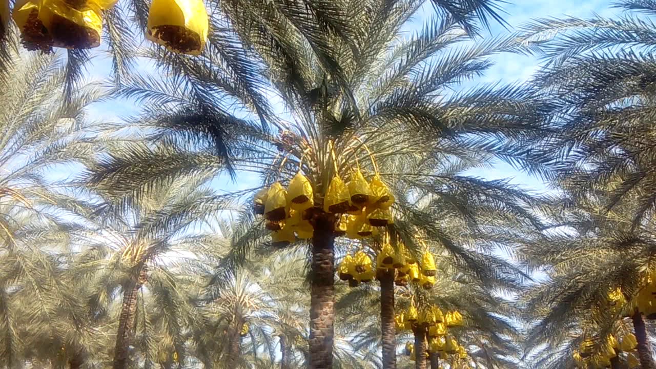 Dattes de Biskra ALGÉRIE - YouTube
