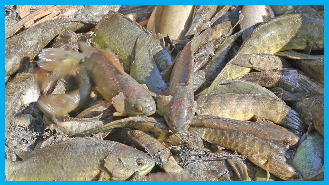 Amazing Village Fish Collection by LakeFish Catching | Fish Corn - YouTube