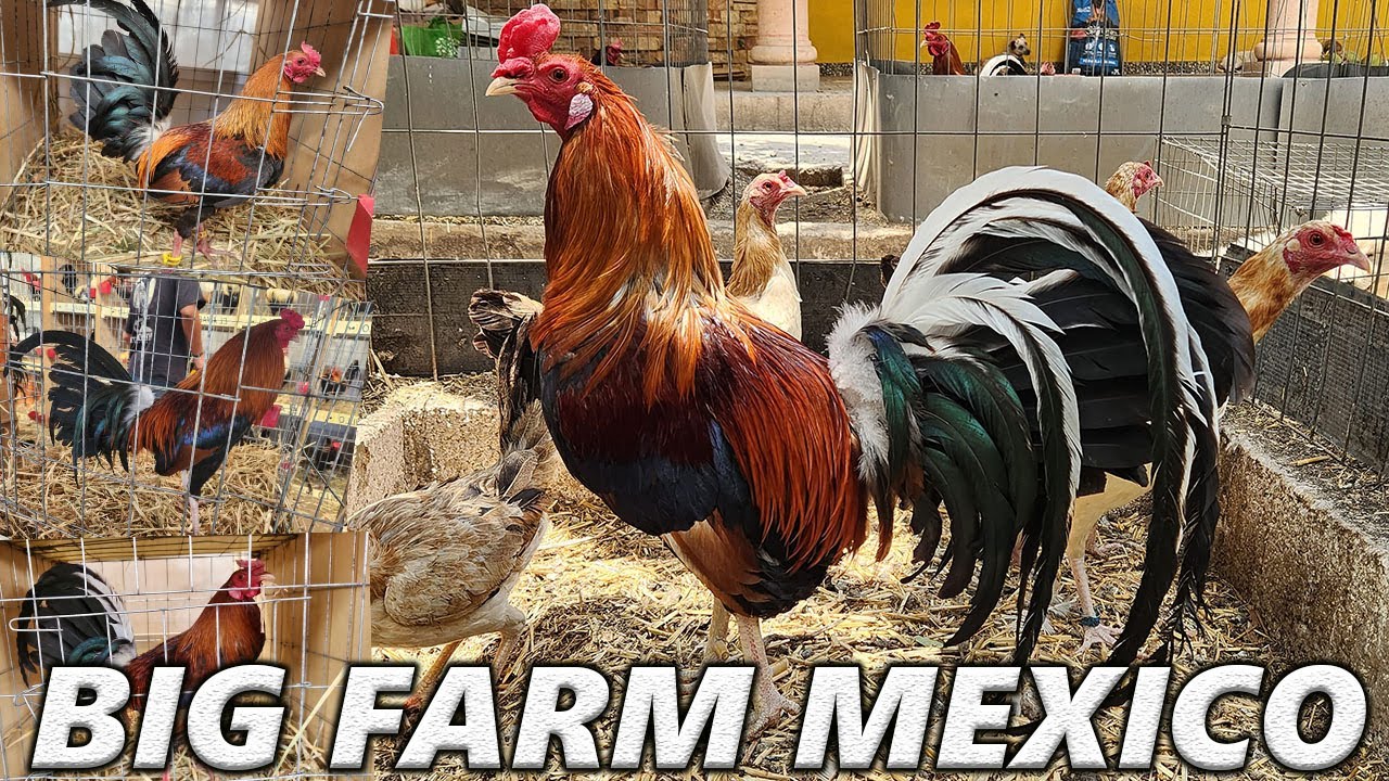 Big Farm Mexico Jose Adan Pacheco Rancho El Amarillo - YouTube