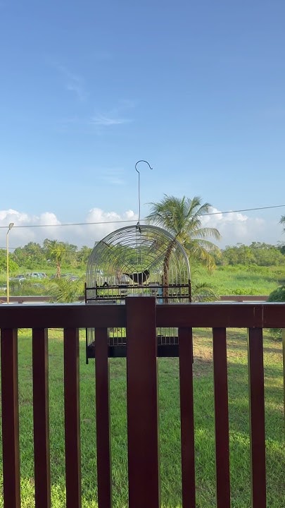 Curio🇧🇷 picolet🇸🇷piye slag - YouTube