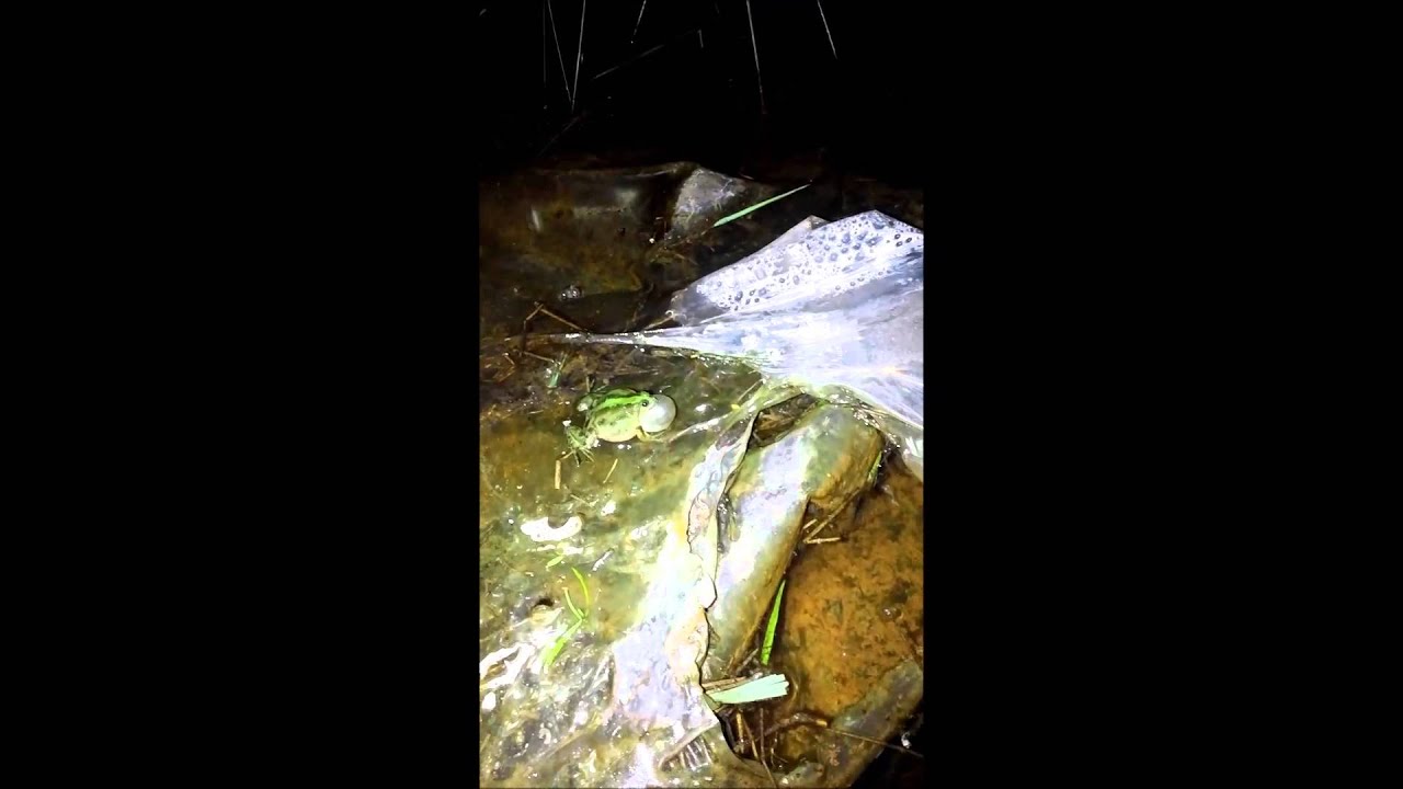 Frog shout , (កូនក្អាត់យំ) - YouTube
