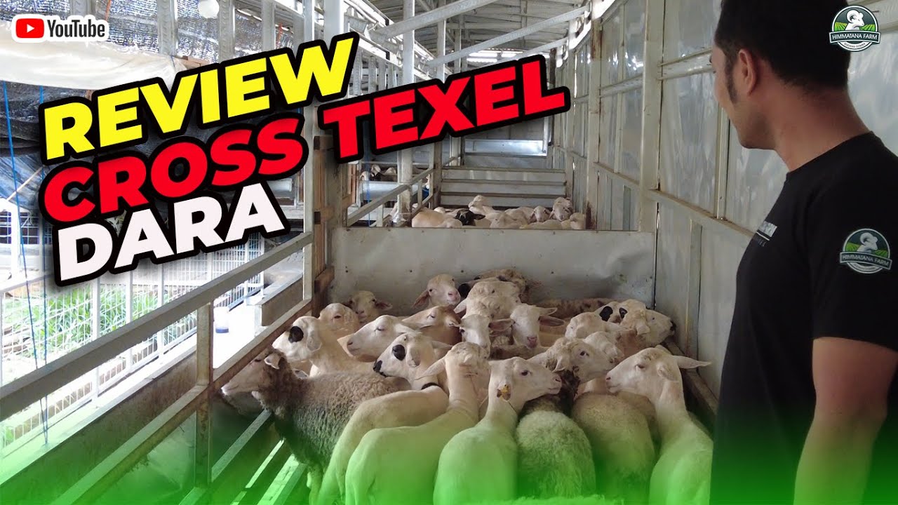 REVIEW DARA CROSS TEXEL - YouTube