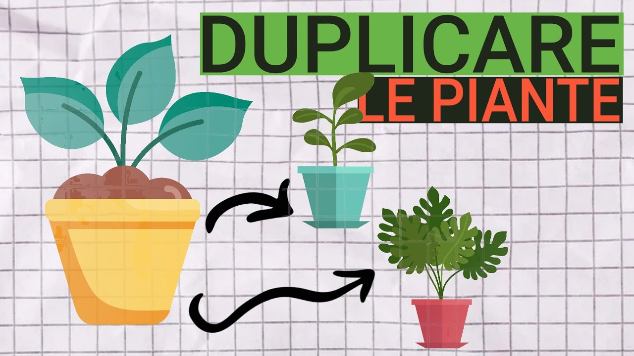 COME CLONARE LE PIANTE - Talea, Margotta, Propaggine e ...