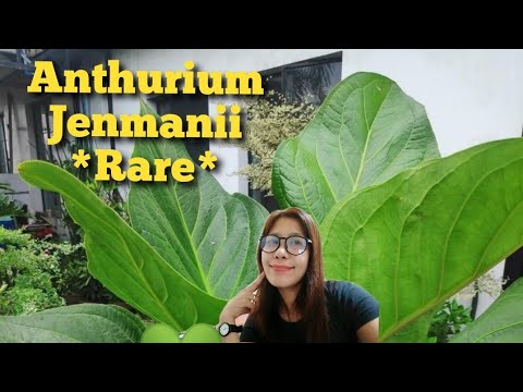 INTRODUCING Anthurium jenmanii cardboard plant - YouTube