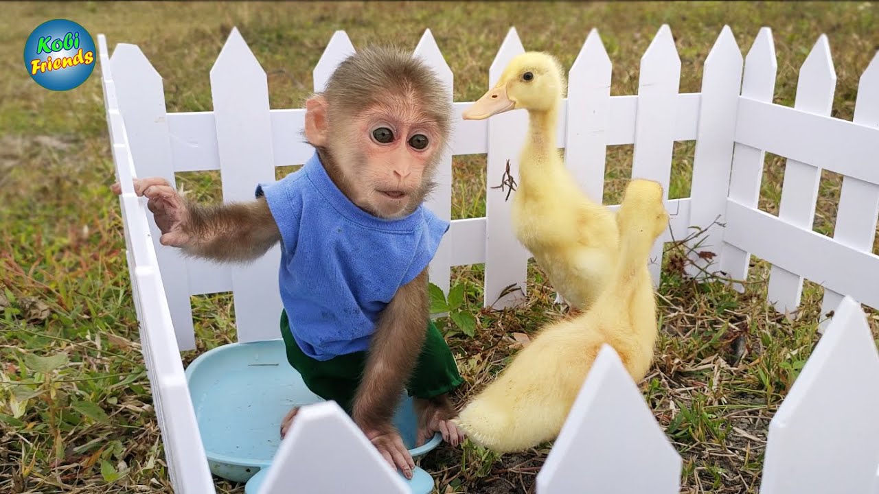 Monkey Kobi helps mom take care of ducks - YouTube