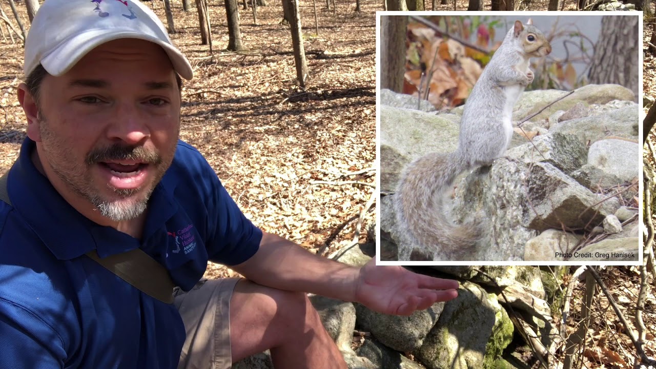 The secret life hiding in stone walls! - YouTube