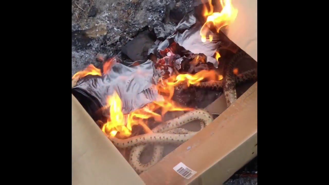 Burning Two Dead Snakes - YouTube