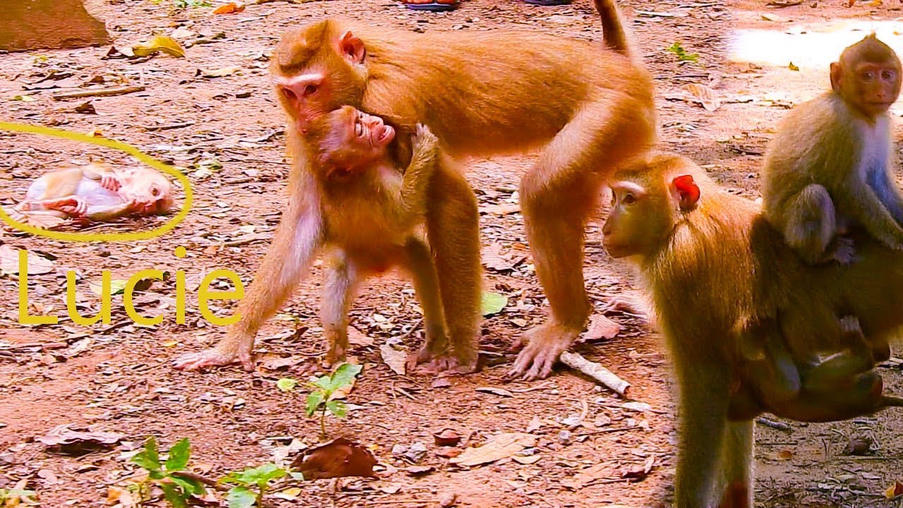 Million broken heart to Tiny cute, When lovely Carry Rainbow, drop her ...