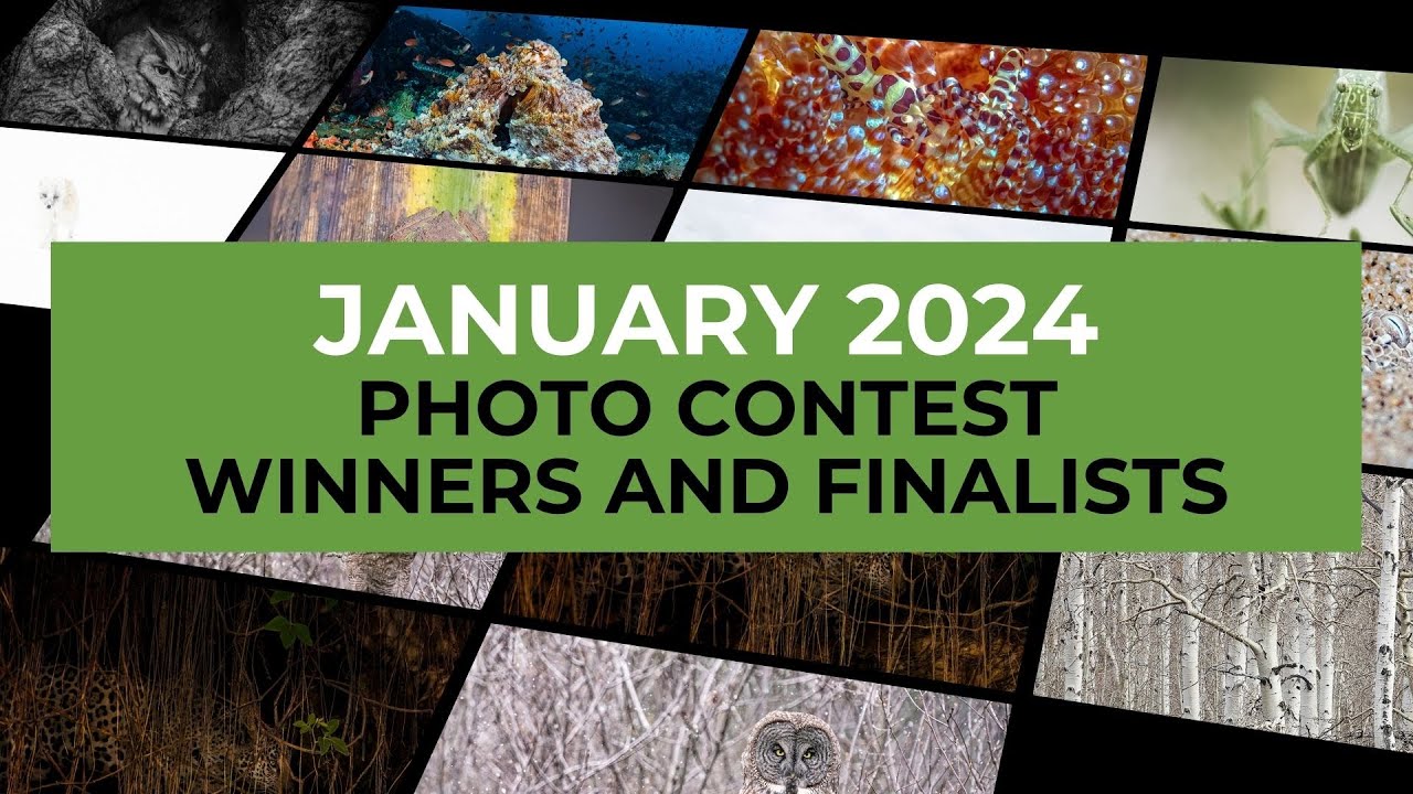 JOWP PHOTO CONTEST - JANUARY 2024 TOP FINALISTS AND WINNERS - YouTube