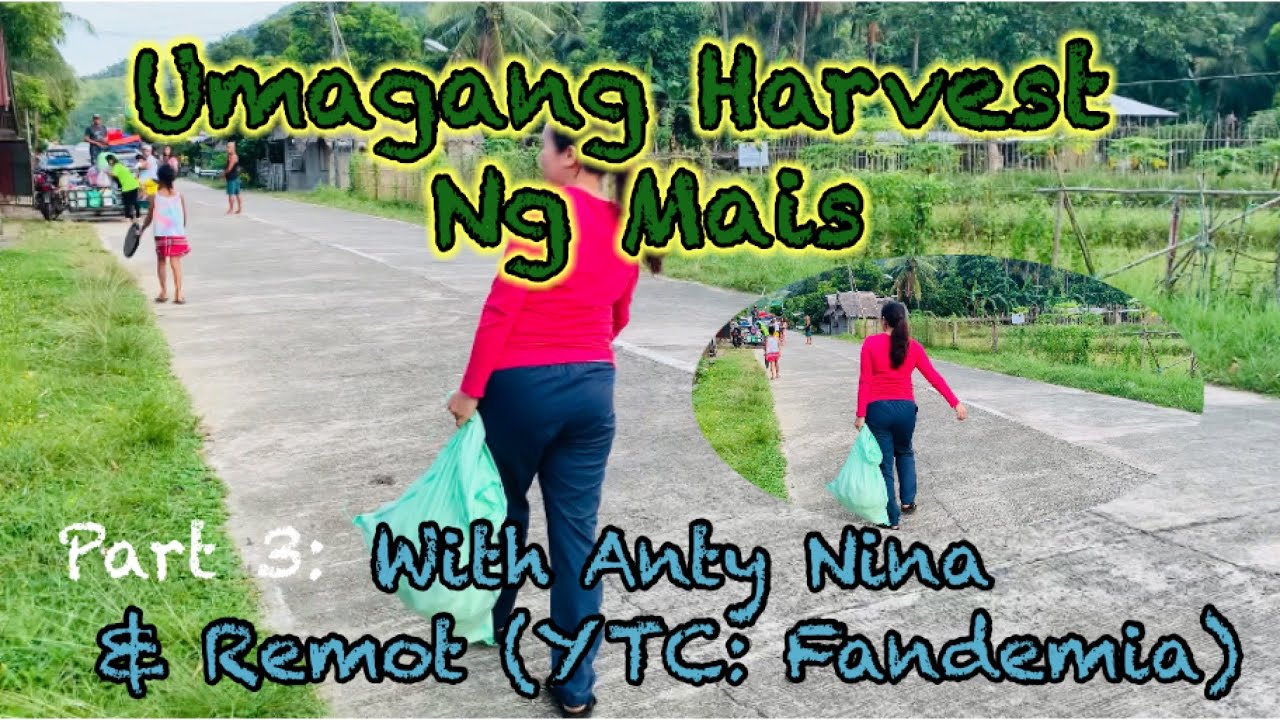 Part 3 Harvest muna tayu ng Mais! (tanim ni Nanay & Anty Nina) | Mabulo ...