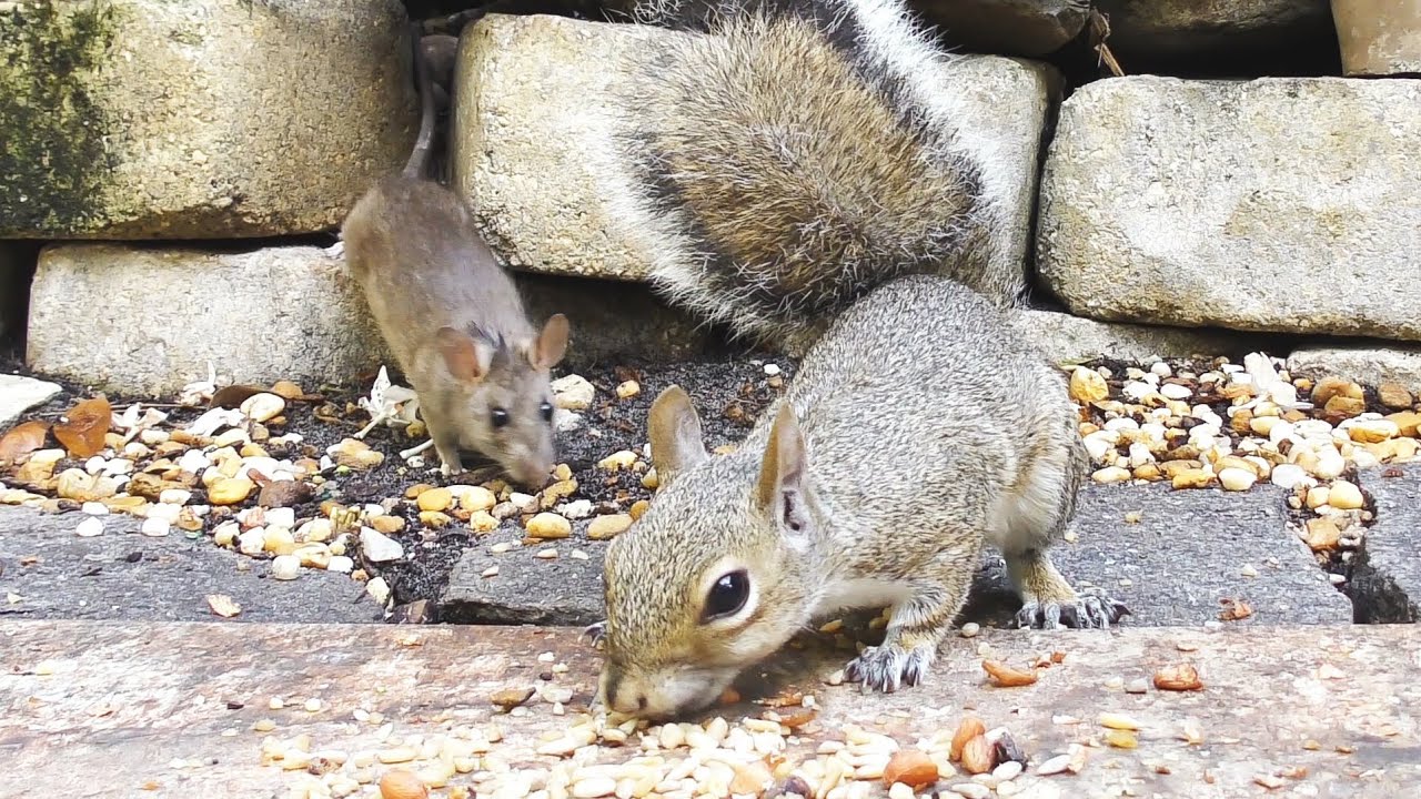 Baby Rats Chase Squirrel FYV - YouTube