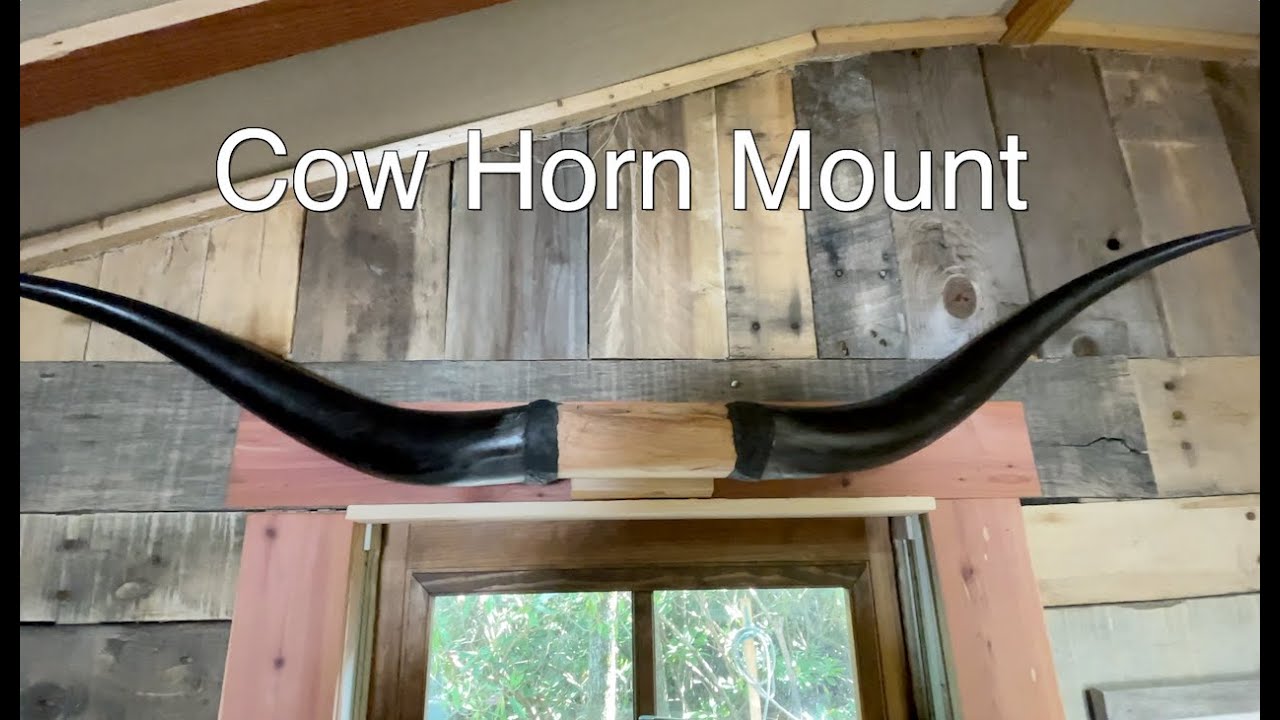 Cow Horn display - YouTube