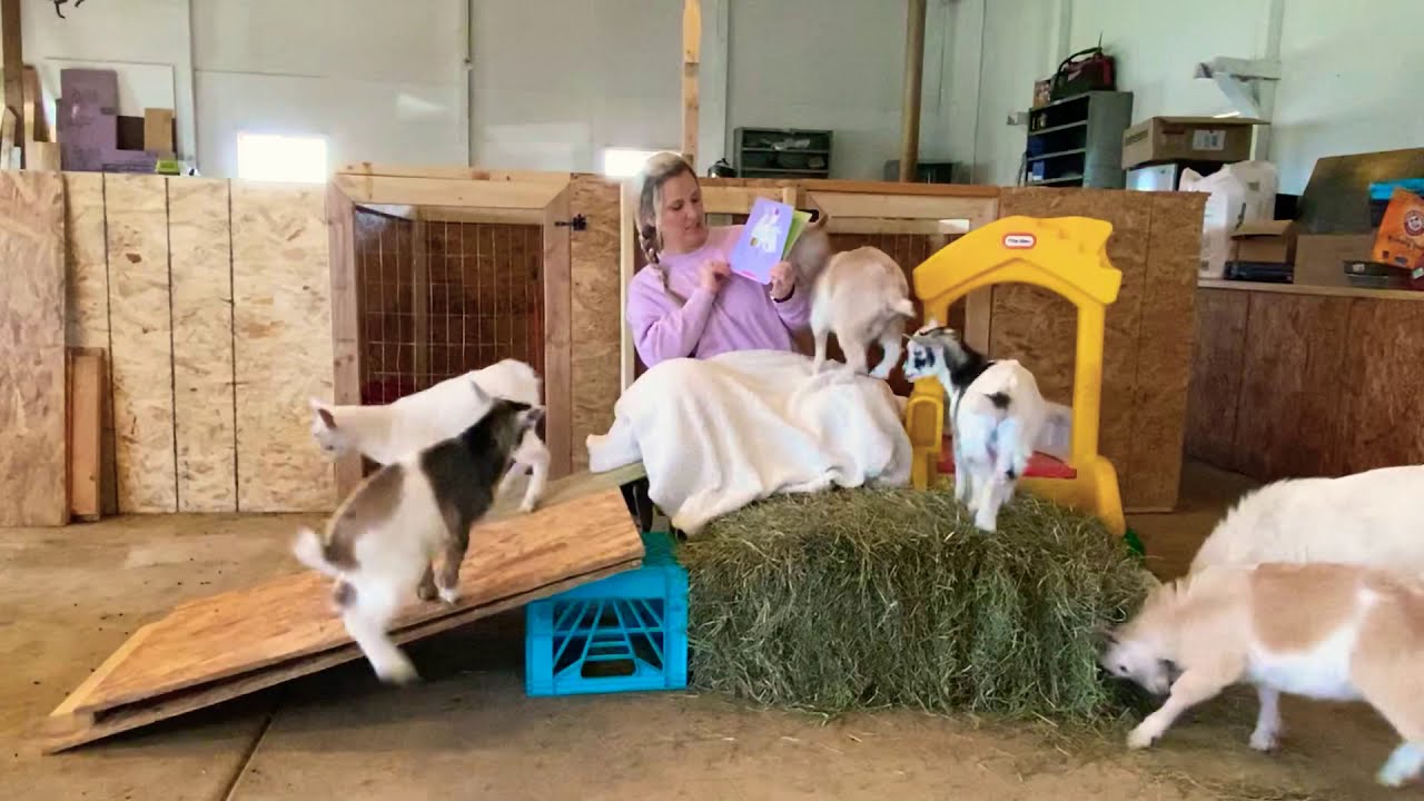 Reading with Goats - YouTube