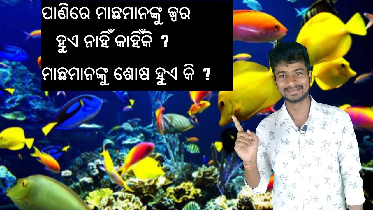 ମାଛମାନଙ୍କୁ ଜ୍ଵର ହୁଏ କି ? can fish suffer fever science fact behind it ...