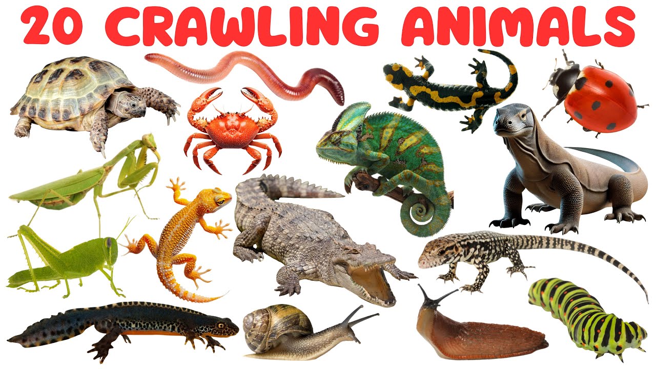 20 Crawling Animals for Kids | Insects, Reptiles & Bugs Learning Video🐍 ...