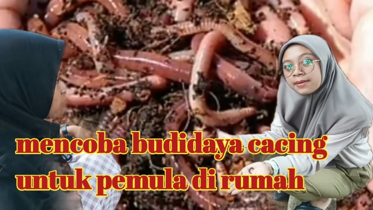 Memulai budidaya cacing di rumah - YouTube