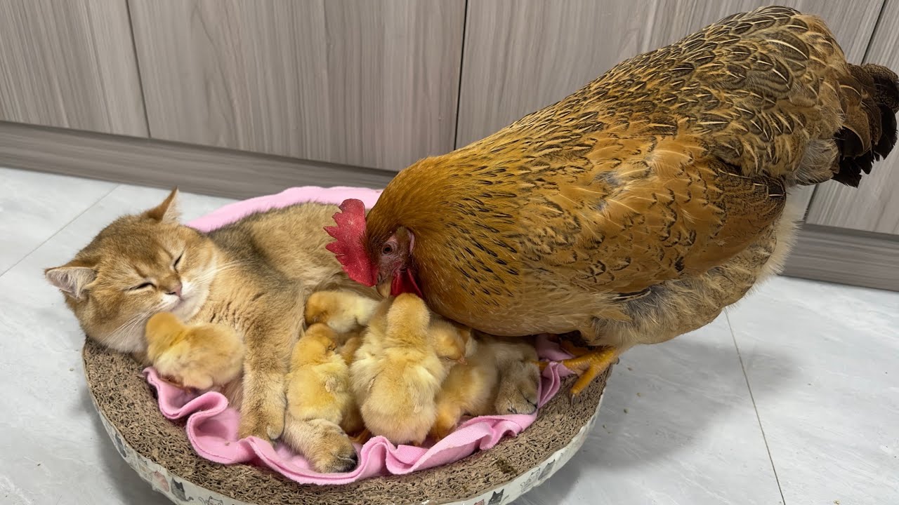 The hen was surprised!Kittens know how to take care of chicks better ...