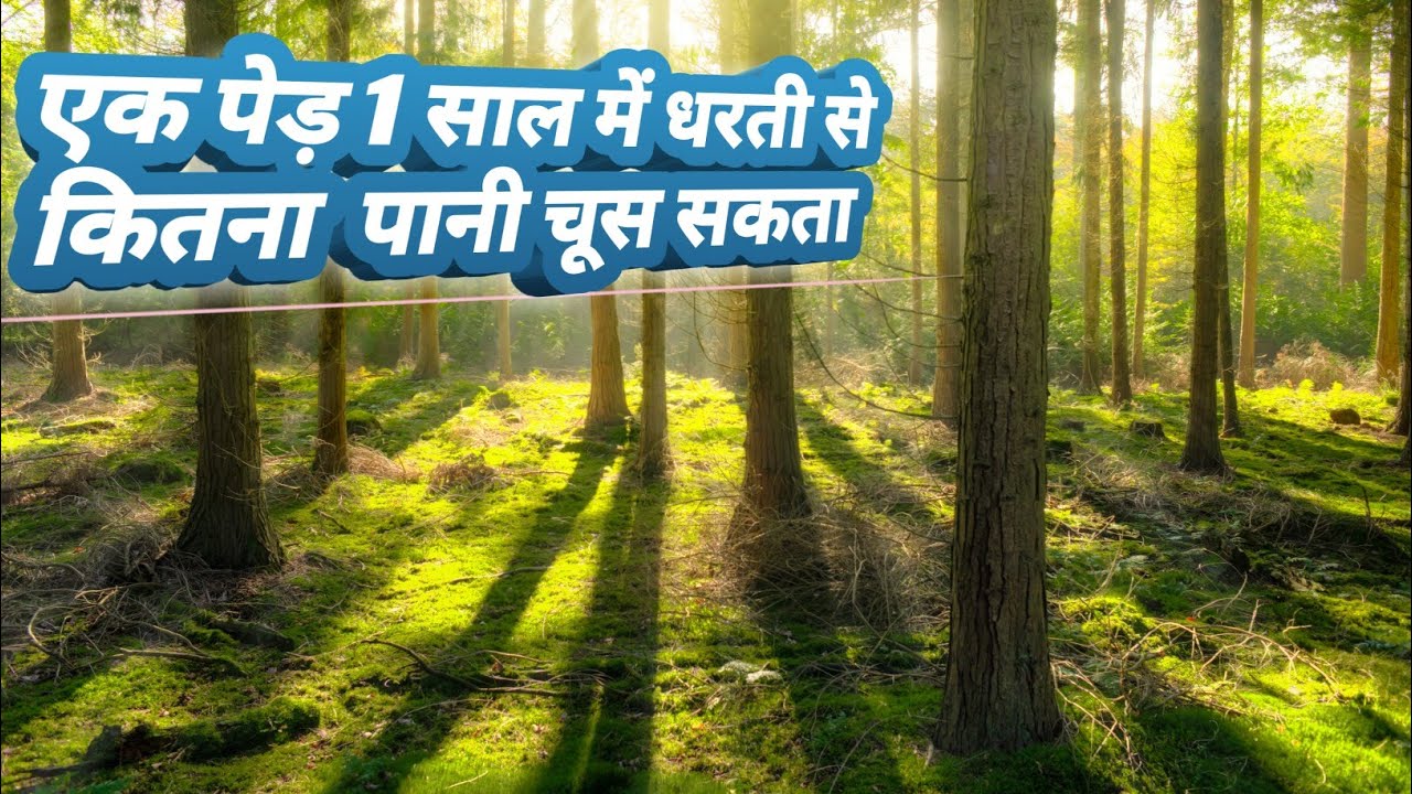 Unknown facts about tree in hindi पेड़ के बारे में कुछ रोचक तथ्य ...
