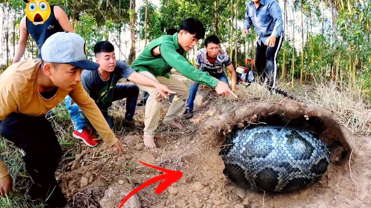 Brave Experts Catch 100 giant Python By Hand - YouTube