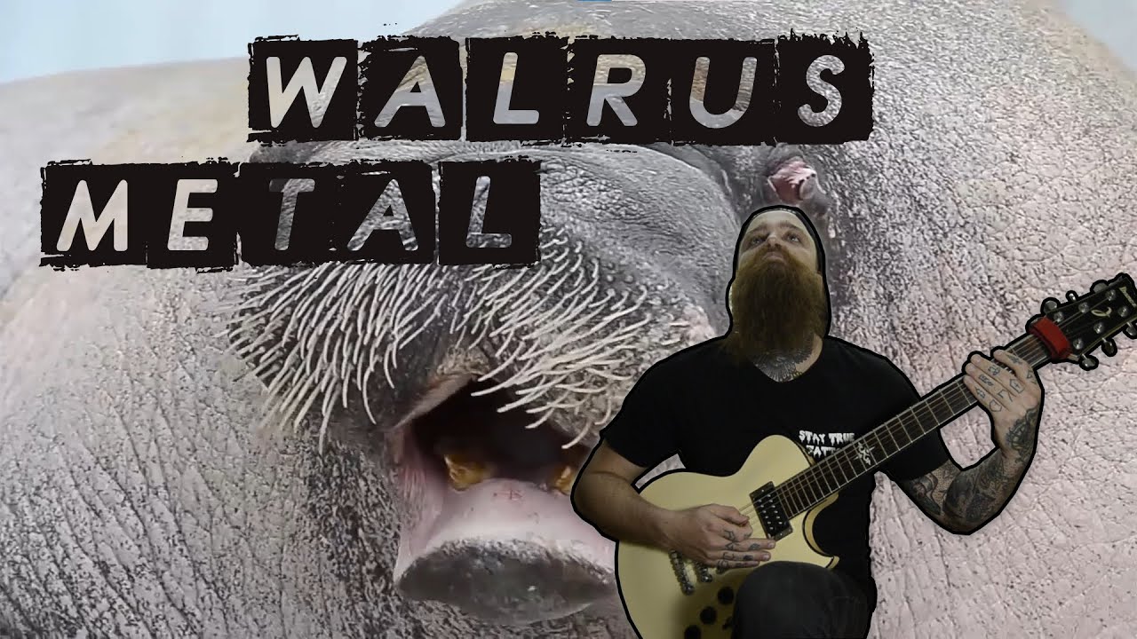 Sludgecore Walrus | Wayne Digital | Original Riff - YouTube