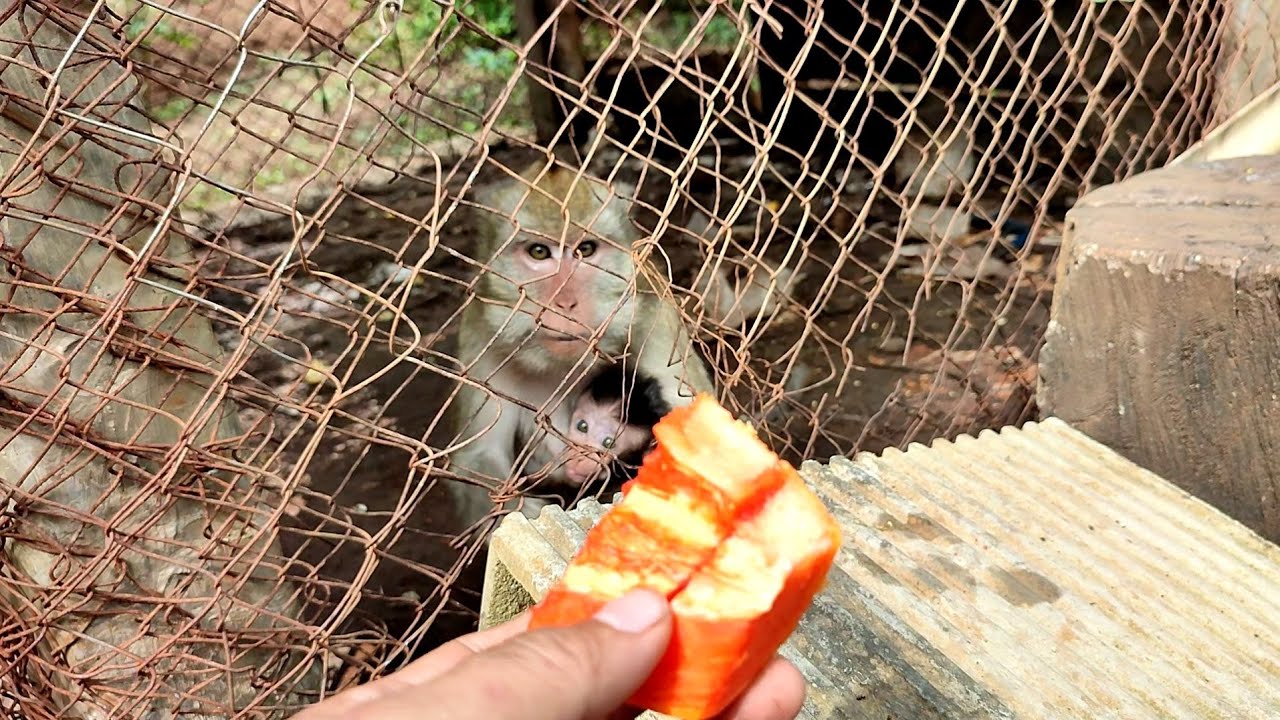 baby monkey eating papaya fruit - YouTube