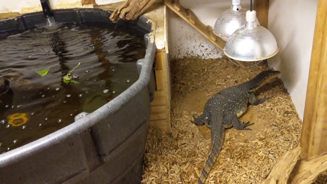 How To: Introduce your male to your female for breeding - YouTube