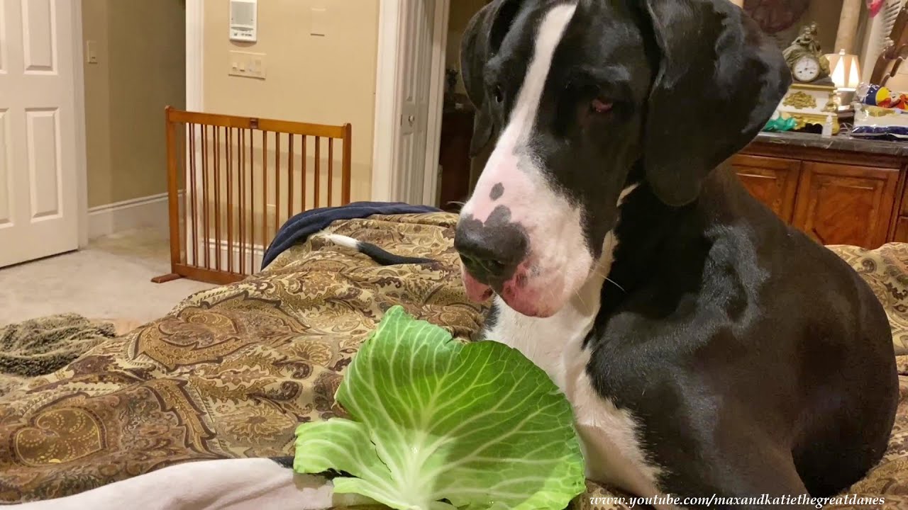Funny Great Dane Shreds Mastitis Cabbage Compress Into Coleslaw - YouTube