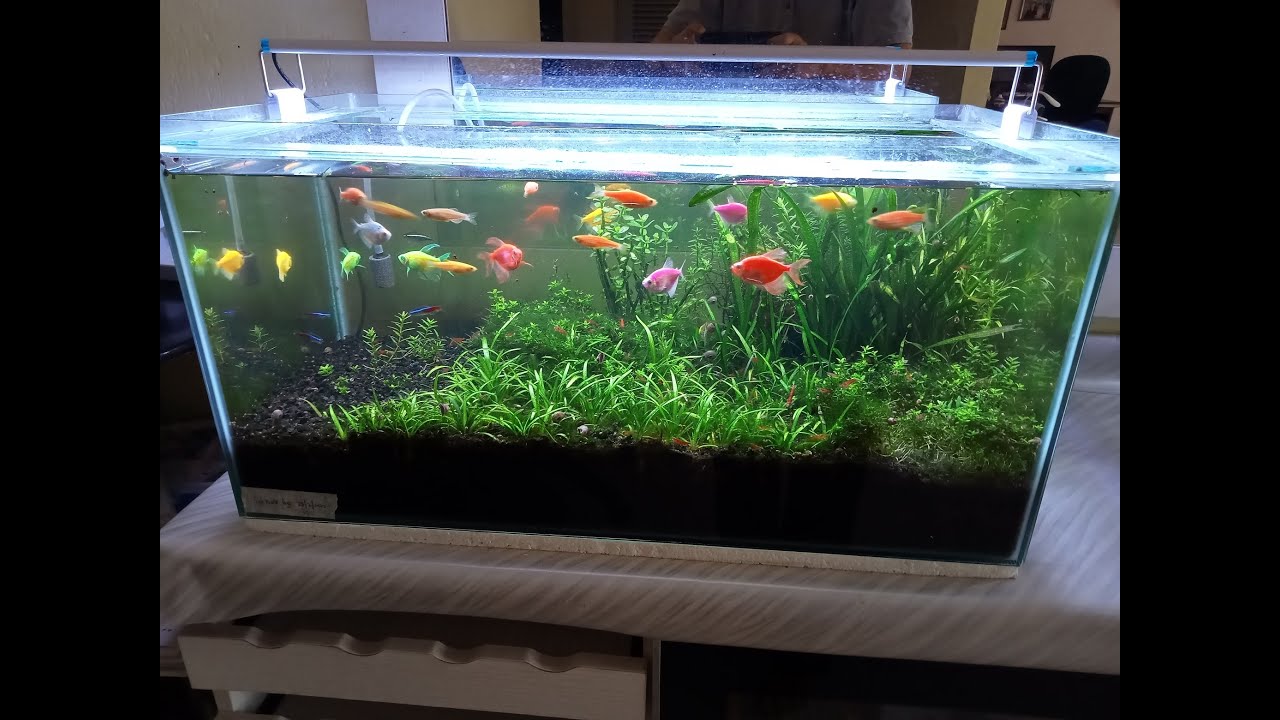 (Aquarium Tank 5) No Water Change, No Filter, No CO2, No Air Pump with ...