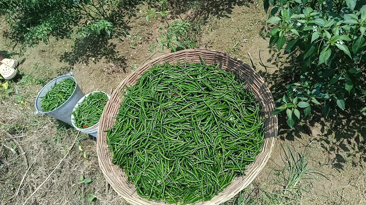 Kheti bari vlog #mirchi - YouTube