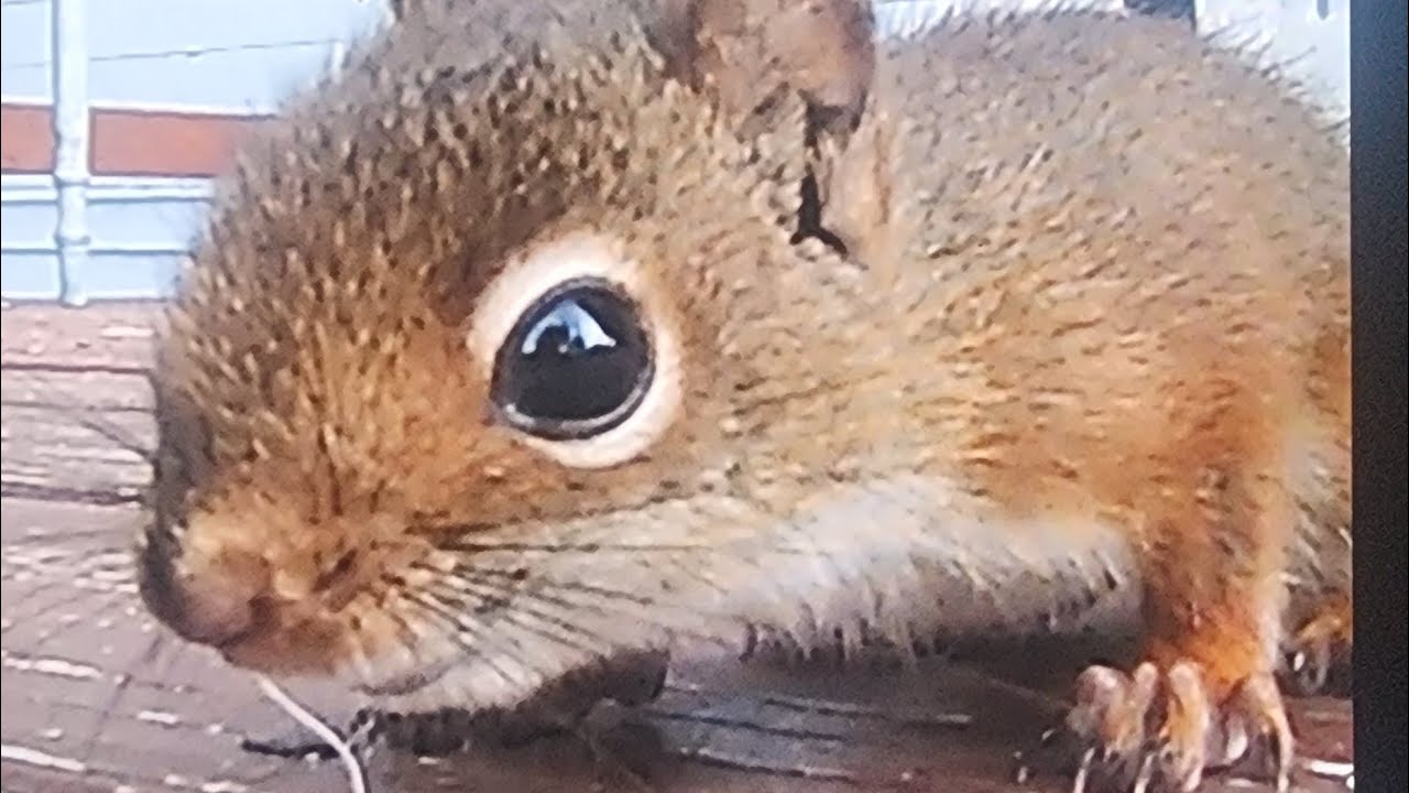 " THUMP " LITTLE RED SQUIRREL HIT BY A CAR. RESCUED AND AND RELEASE ...