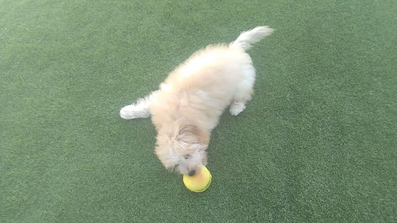 Playful Poodle# How cute and smart the puppy Poodle. - YouTube