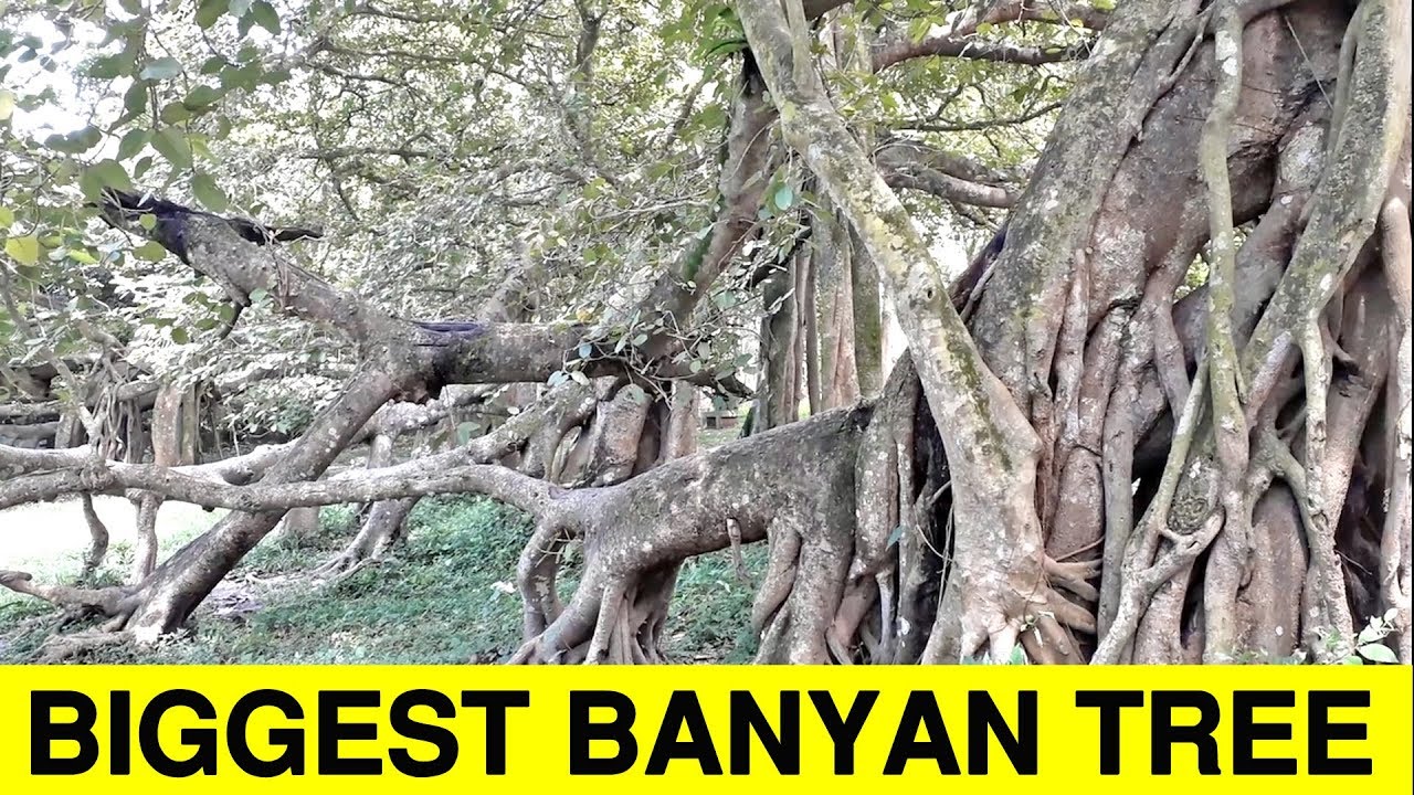 TRAVEL OF AN ANCIENT AND ONE OF THE OLDEST BANYAN TREE MOLLIKPUR ...