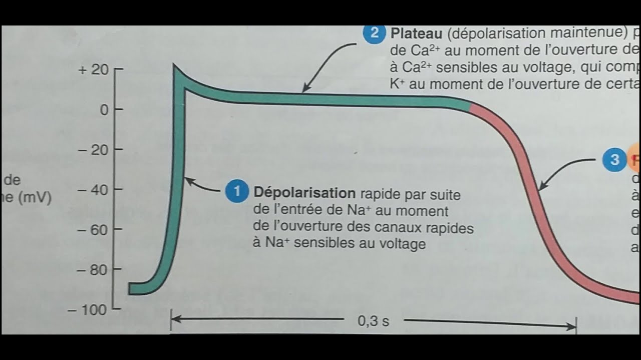شرح بالعربية potentiel de membrane cardiaque - YouTube