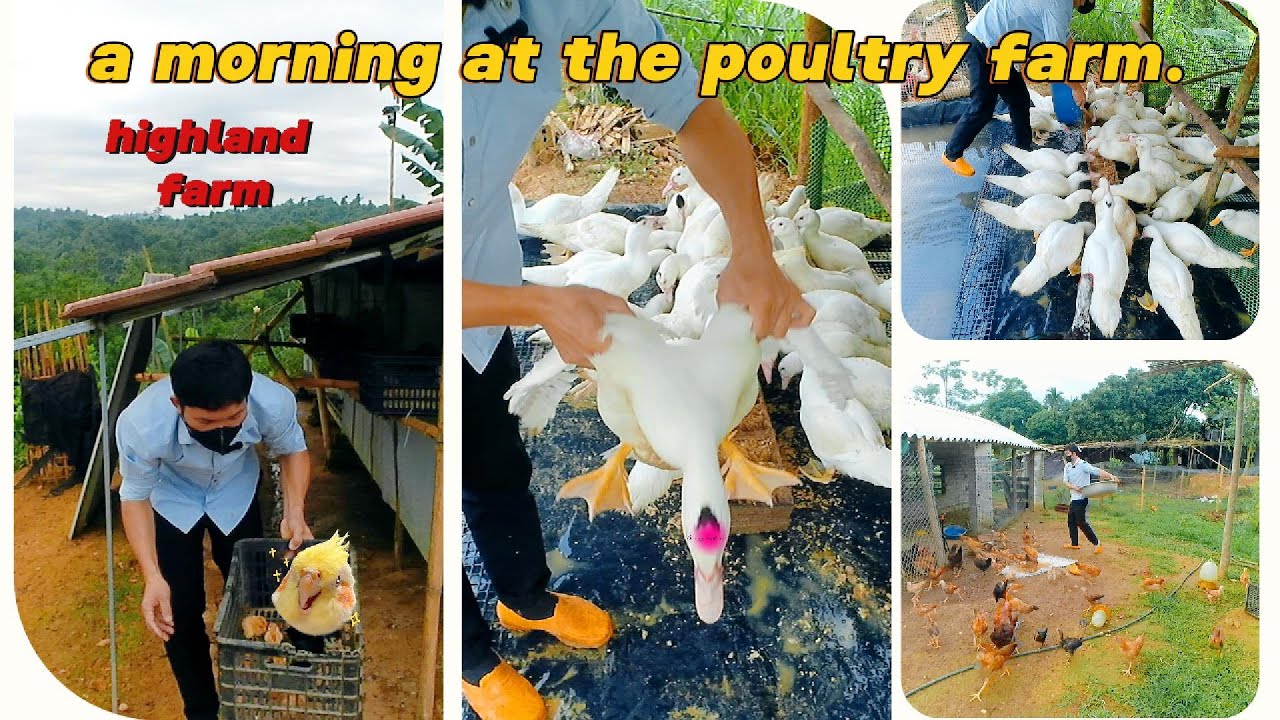 Highland farm chickens and ducks are fed simply. Very delicious meat ...