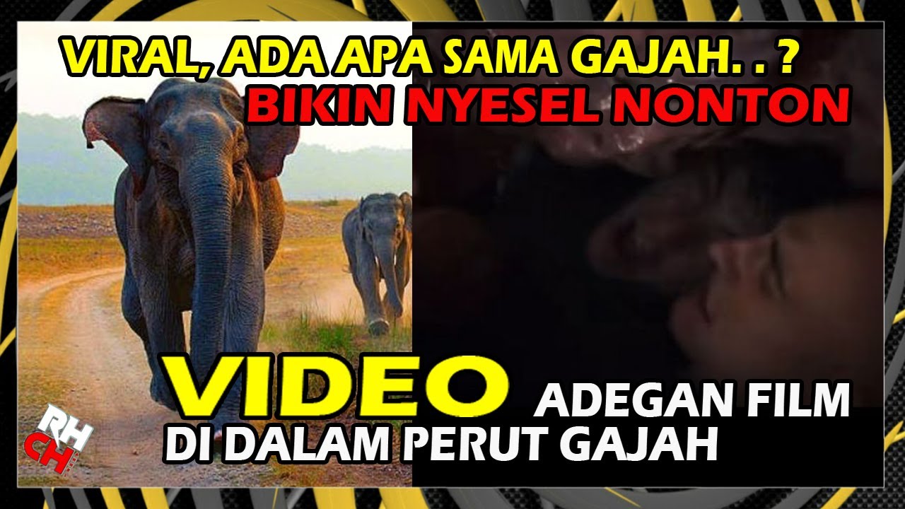 Menakutkan, Video Film Gajah Viral di TikTok, Ini yang Terjadi, Ada Apa ...