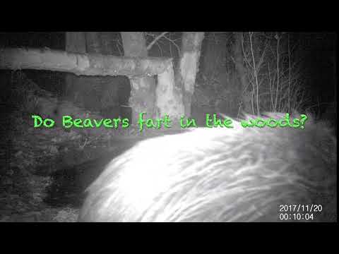 Beaver Fart