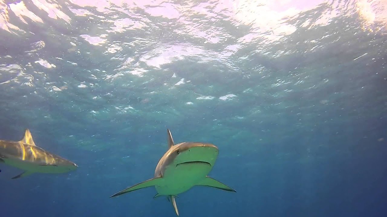 DIVING IN BIMINI WITH SHARKS - YouTube