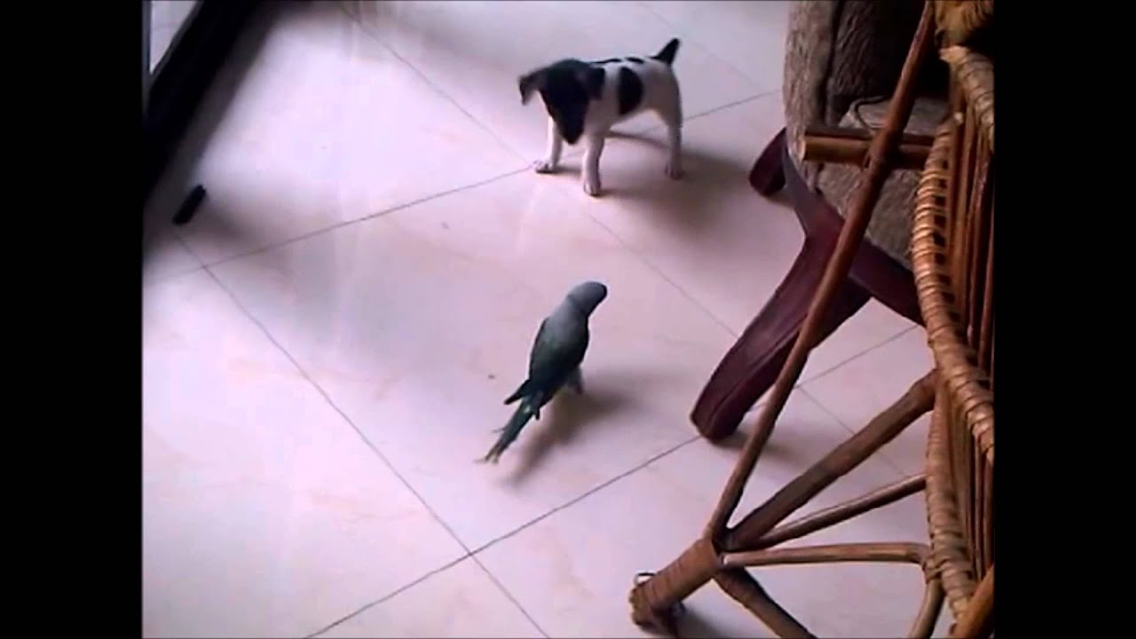 Jack Russell attack a parrot - YouTube