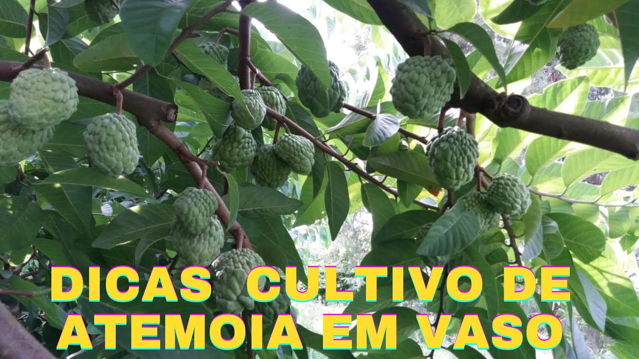 Meu Pé de Atemoia tá lindo cheio de frutos / no vaso #annonas #fruits ...