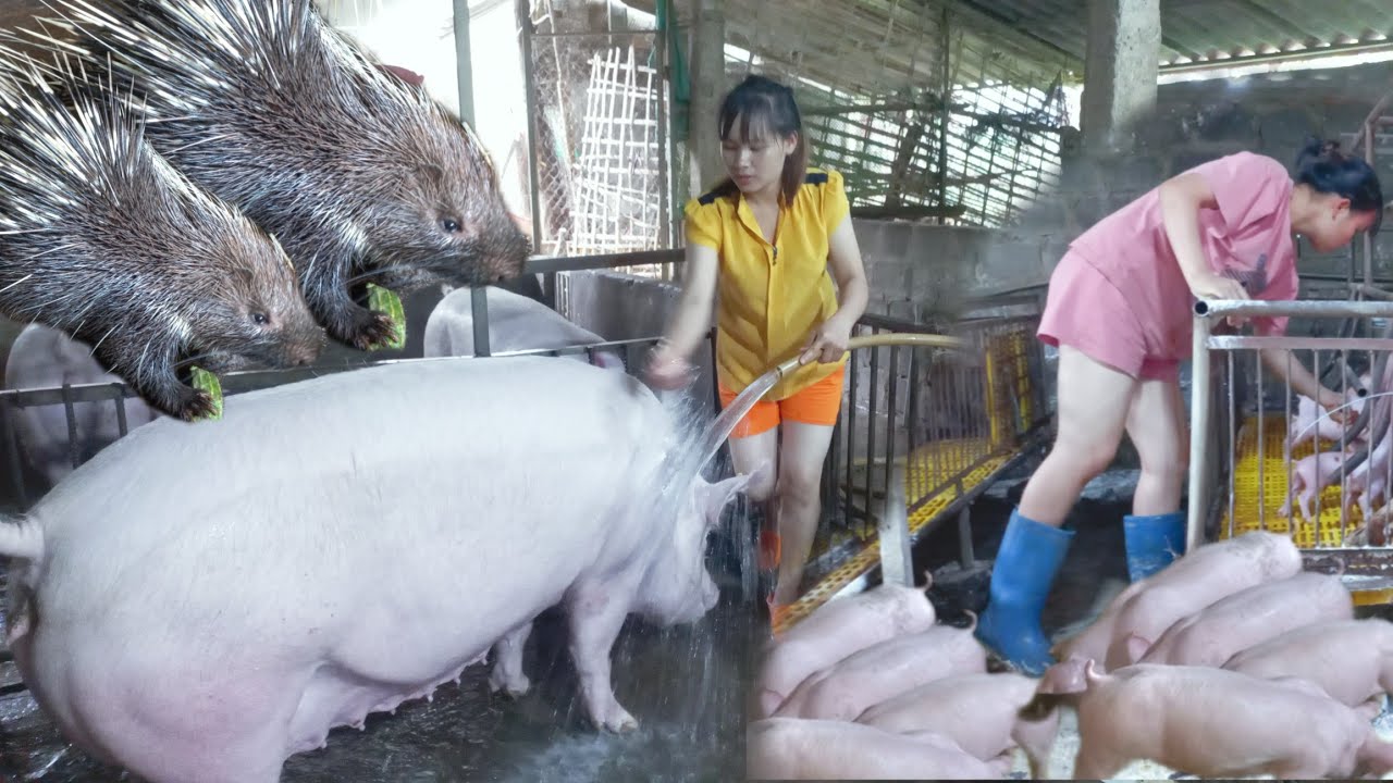 That’s wonderful, taking care of a big, healthy sow on a hot sunny day ...