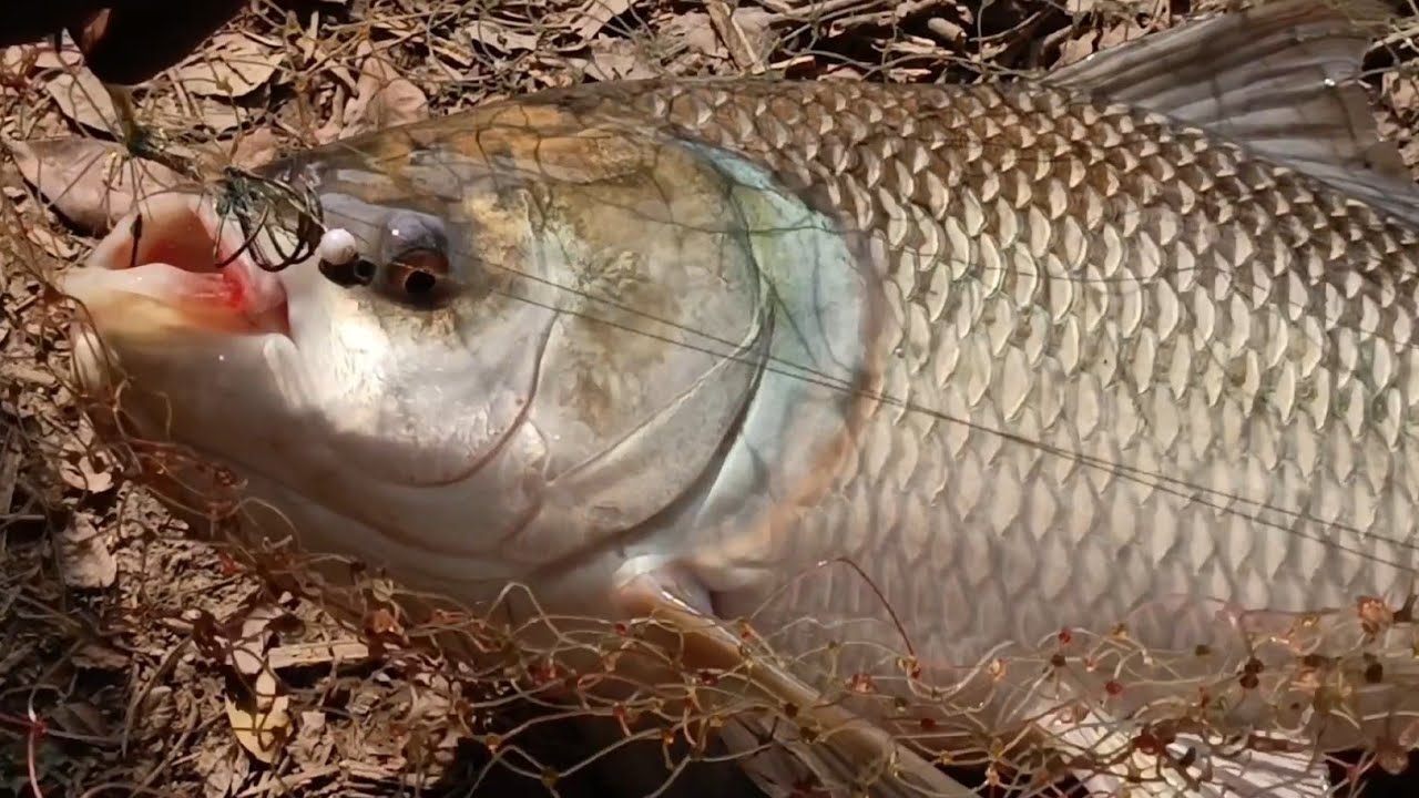 Fishing 2024 Big monster fish catching with beautiful nature 🎣 Fishing ...