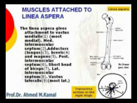 20 L Limb Muscles attached to linea aspera Azharmedicine com - YouTube