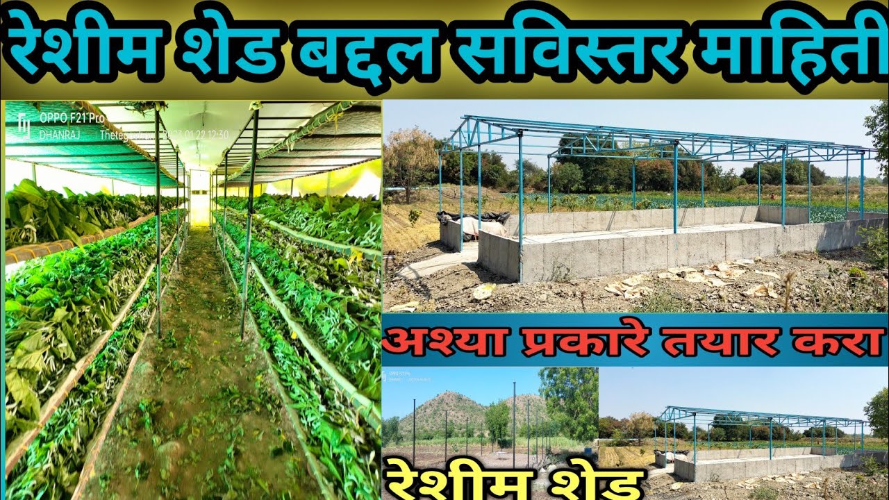 रेशीम शेड बद्दल सविस्तर माहिती ||reshim shed ||reshim udyog ||स्वस्तात ...