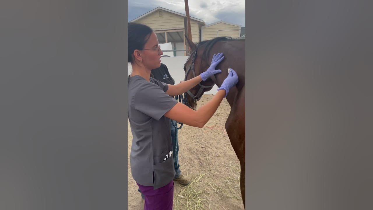 Skill 40- equine IM injection - YouTube