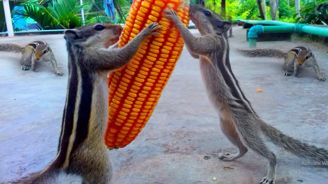 Animal Eating Hanging Corn! — Squirrel Food Kingdom - YouTube