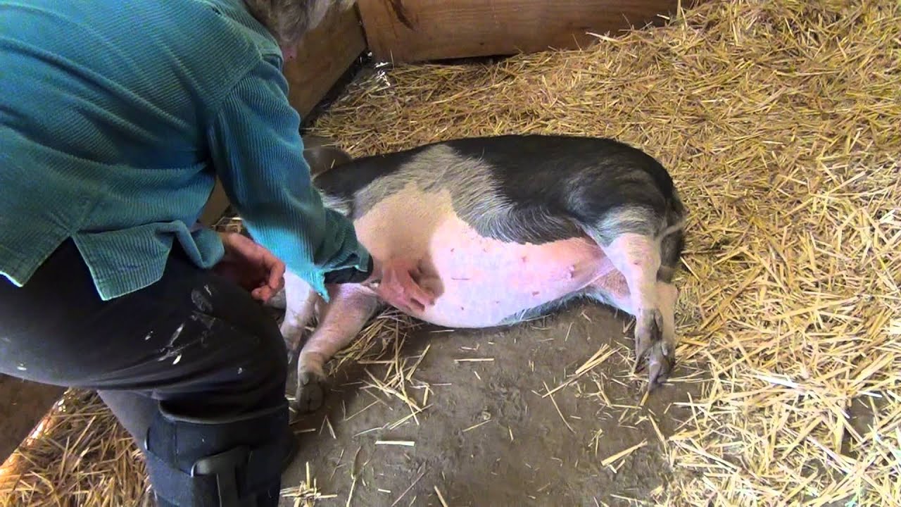 Harvest Home Animal Sanctuary: Mohawk the Pig gets a Belly Rub - YouTube