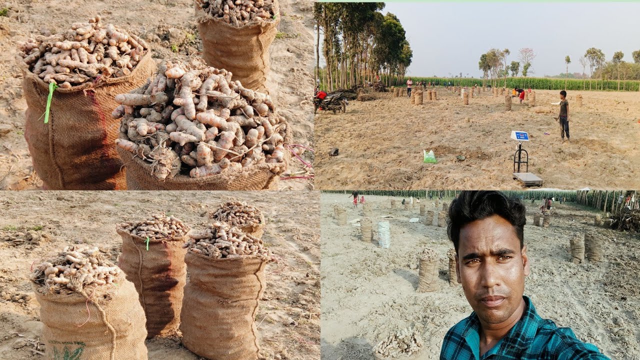 Aaj kachha haldi khet se nikala Gaya aur 50 kilo gobhi kata - YouTube