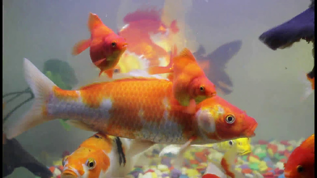 Koi Fish Gold Fish Oranda Goldfish, Red Cap OrandaGoldfish, Lion Head Goldfish, Goldfish ...
