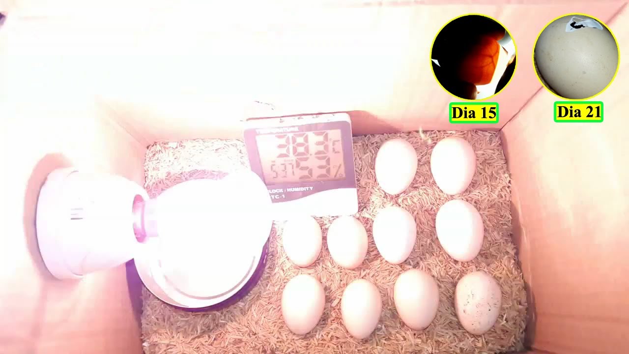 How to Hatch Chicks in Cardboard Box Incubator | Birds and Animals ...